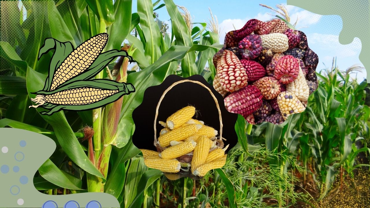 Maize Cultivation: A Comprehensive Guide | Zehab SD